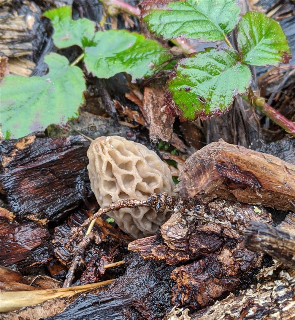 2020 Morel Sightings Gallery - The Great Morel